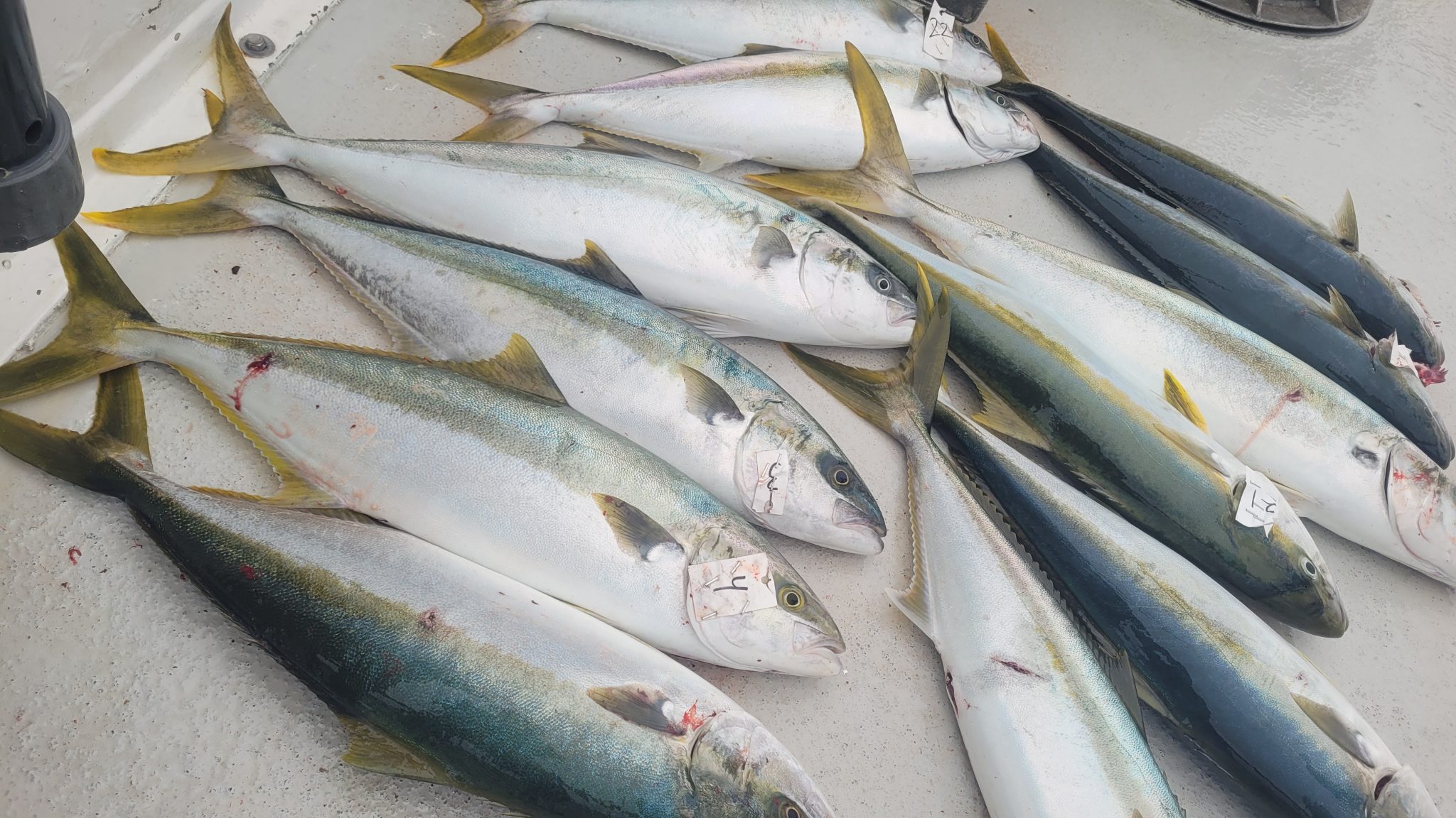 Producer - Sport Fishing - H&M Landing - San Diego, California